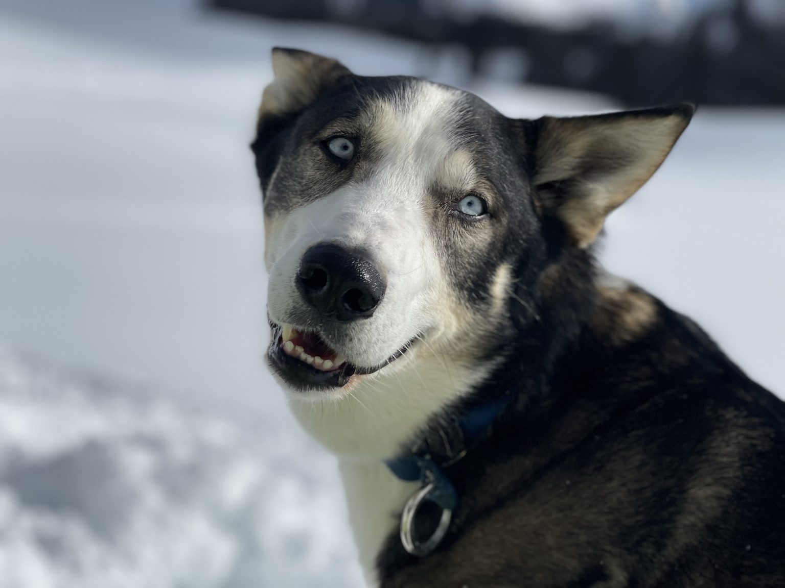 Meet the Dogs – Sage Mountain Sled Dogs